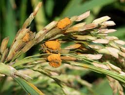 Rice Disease | DigoKrishi
