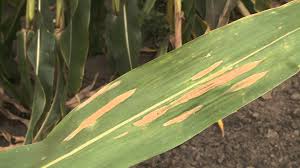 Maize Disease | DigoKrishi